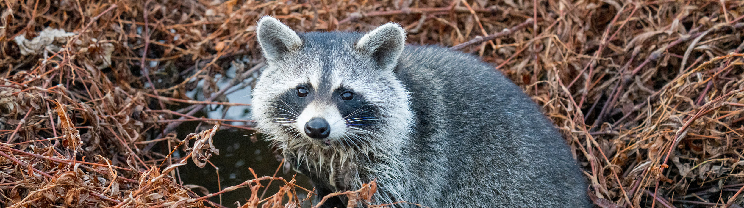 Raccoon Coexistence Tips | Defenders of Wildlife